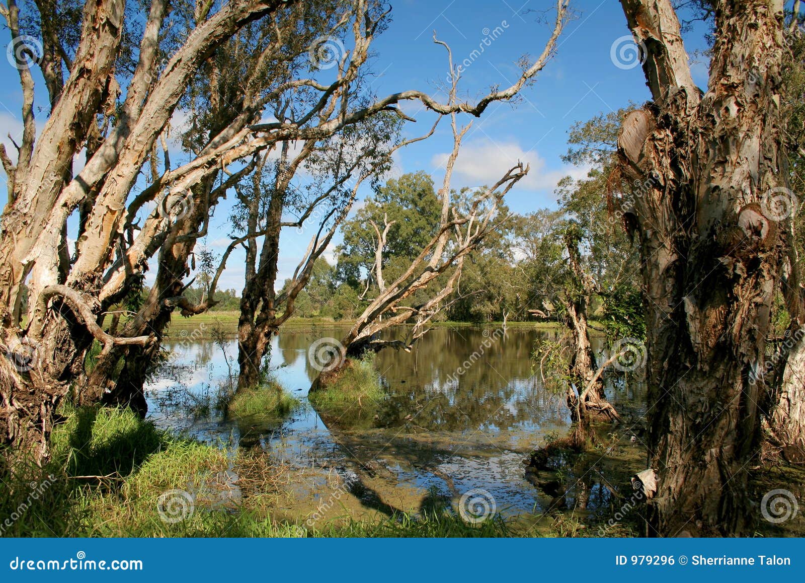Wetlands stock photo. Image of exercise, melaleuca, australia - 979296