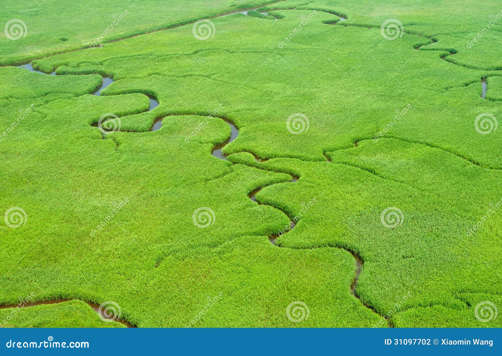 Wetlands stock photo. Image of wetland, land, beauty - 31097702