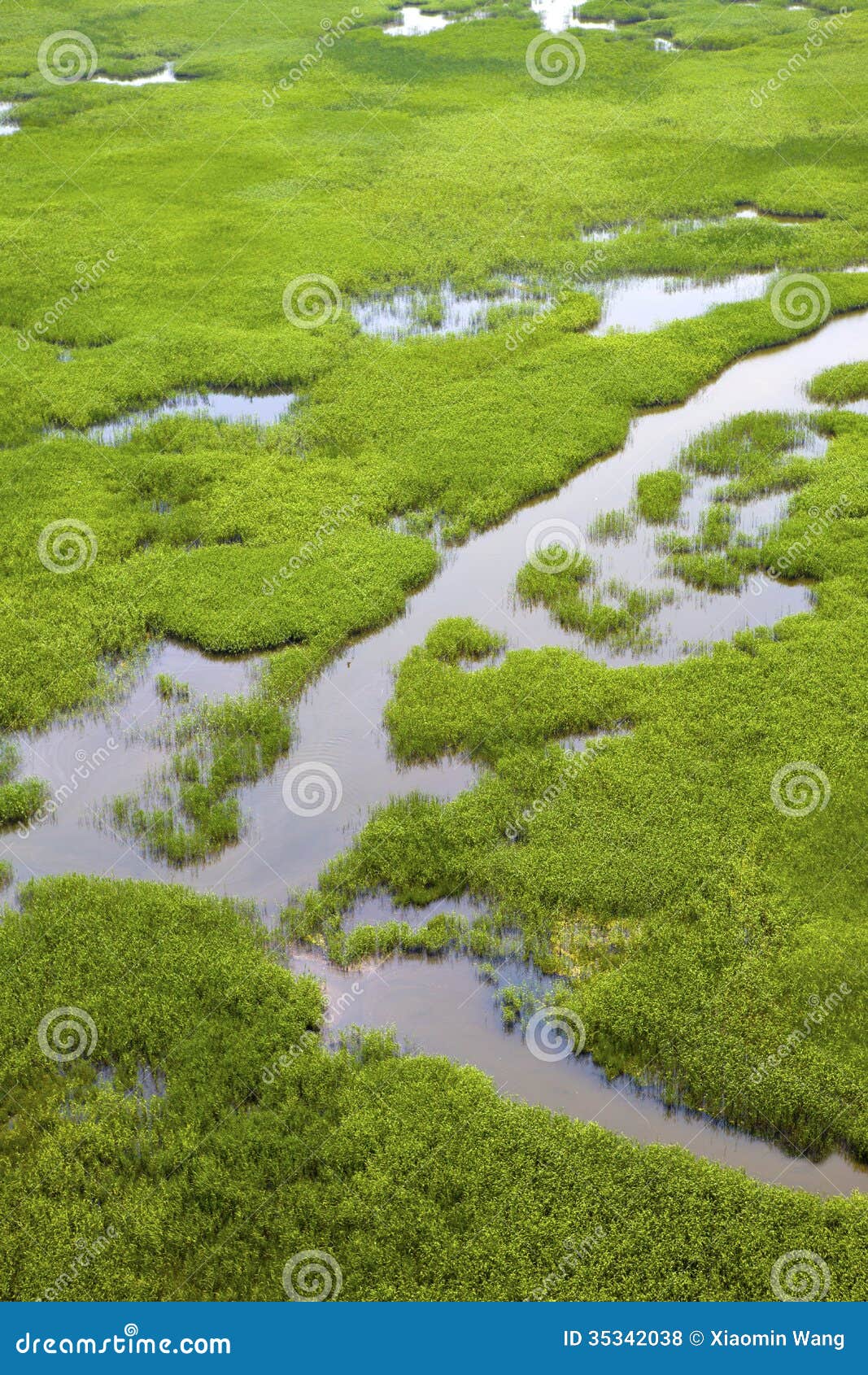 Wetlands stock photo. Image of aerial, airplane, wildlife - 35342038