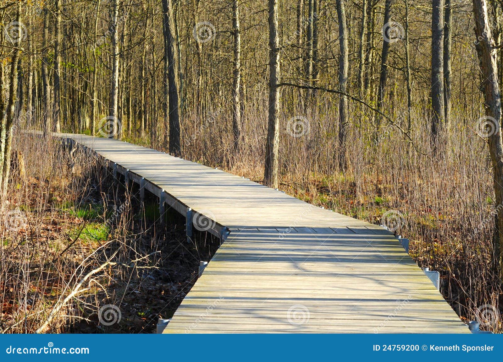 Wetlands boardwalk stock photo. Image of plank, forest - 24759200