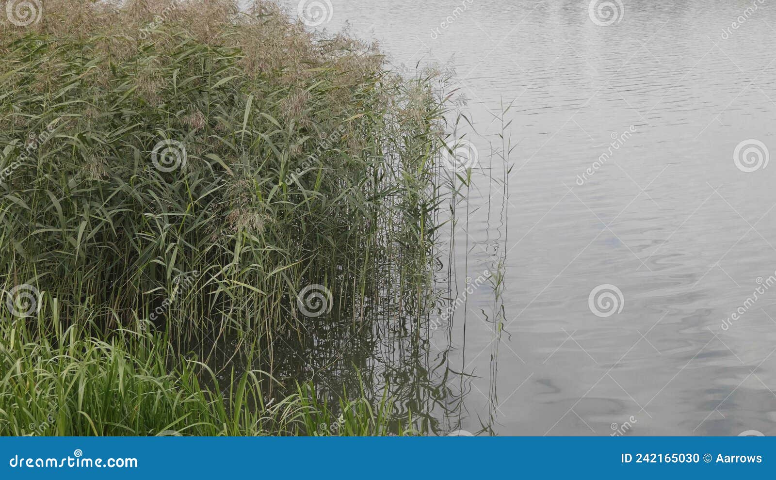 Wetlands with Bulrush on the Lake. Stock Photo - Image of autumn, marsh ...
