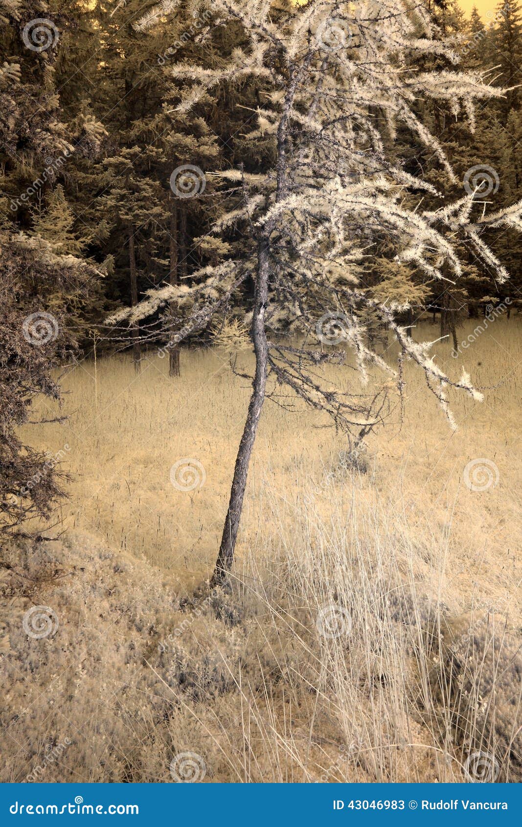 Wetlands in Colored Infrared Light Stock Image - Image of monochromatic ...