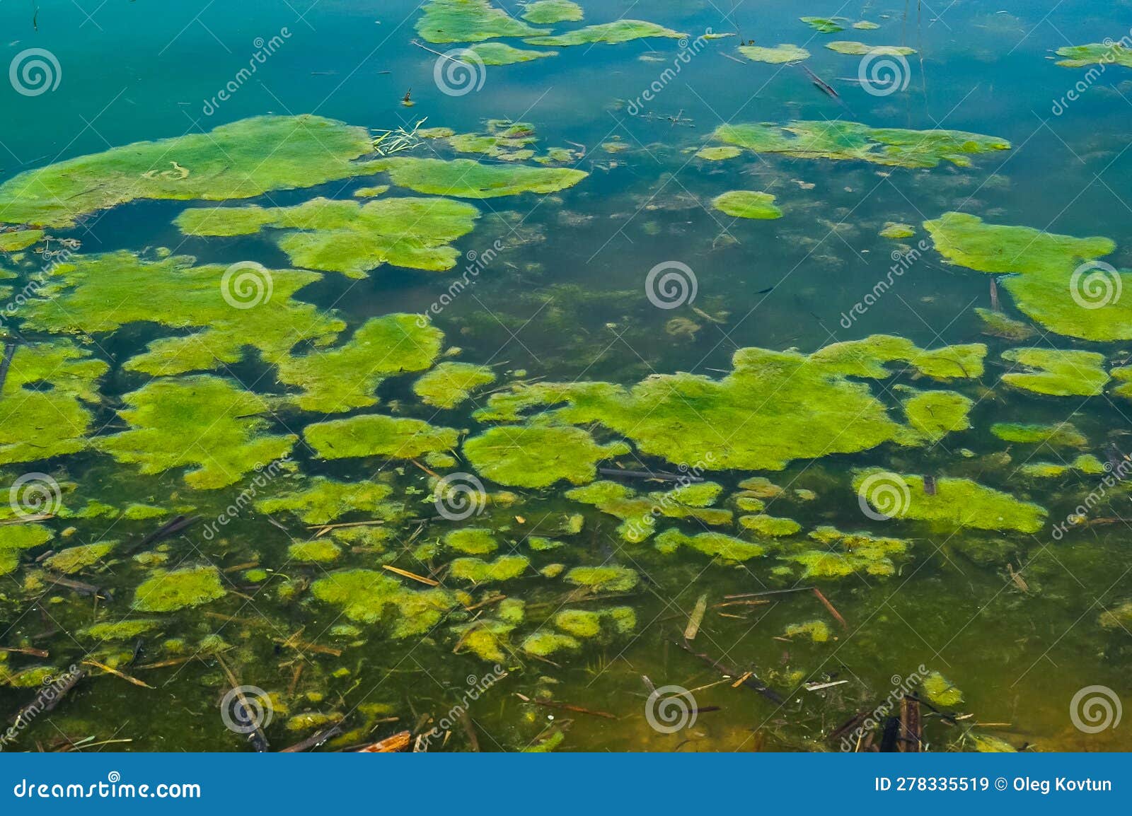 Wetlands, Floating Algae Near Reed Beds in the Lake Stock Image - Image ...