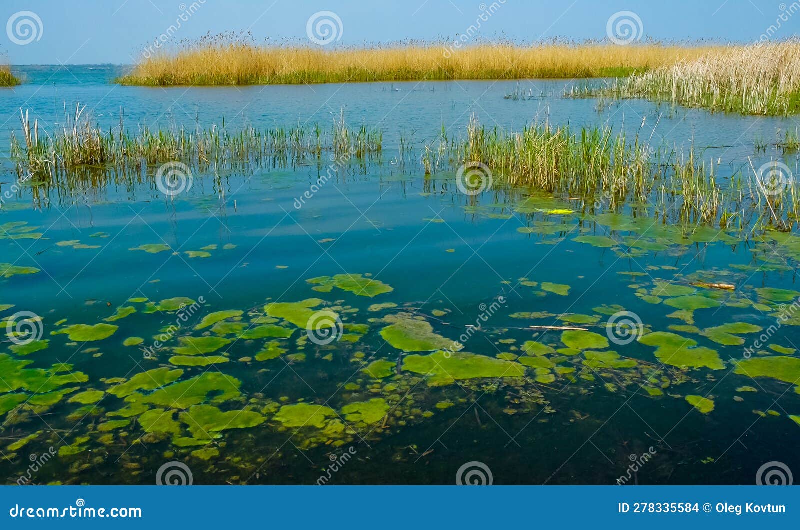 Wetlands, Floating Algae Near Reed Beds in the Lake Stock Photo - Image ...