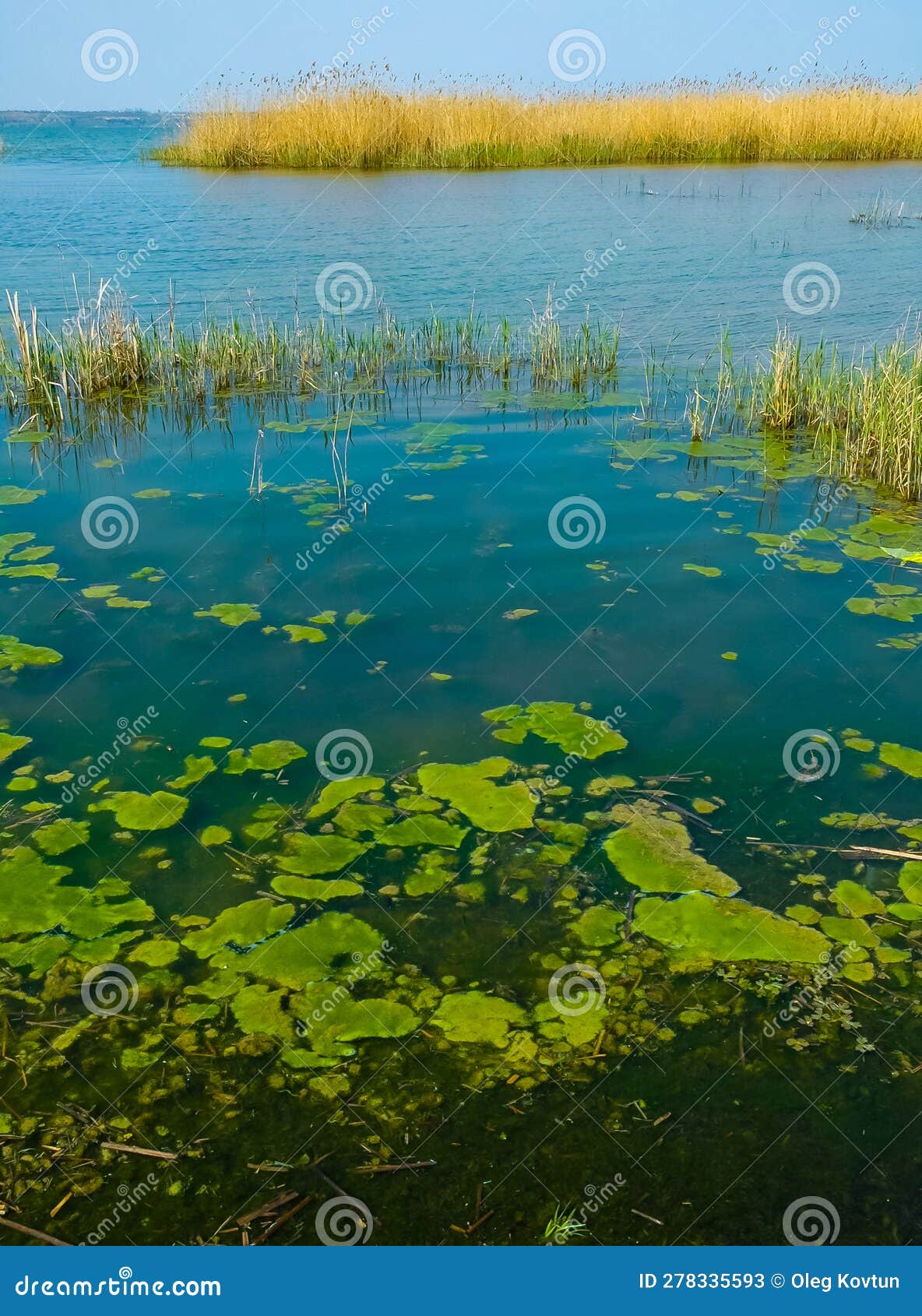 Wetlands, Floating Algae Near Reed Beds in the Lake Stock Image - Image ...