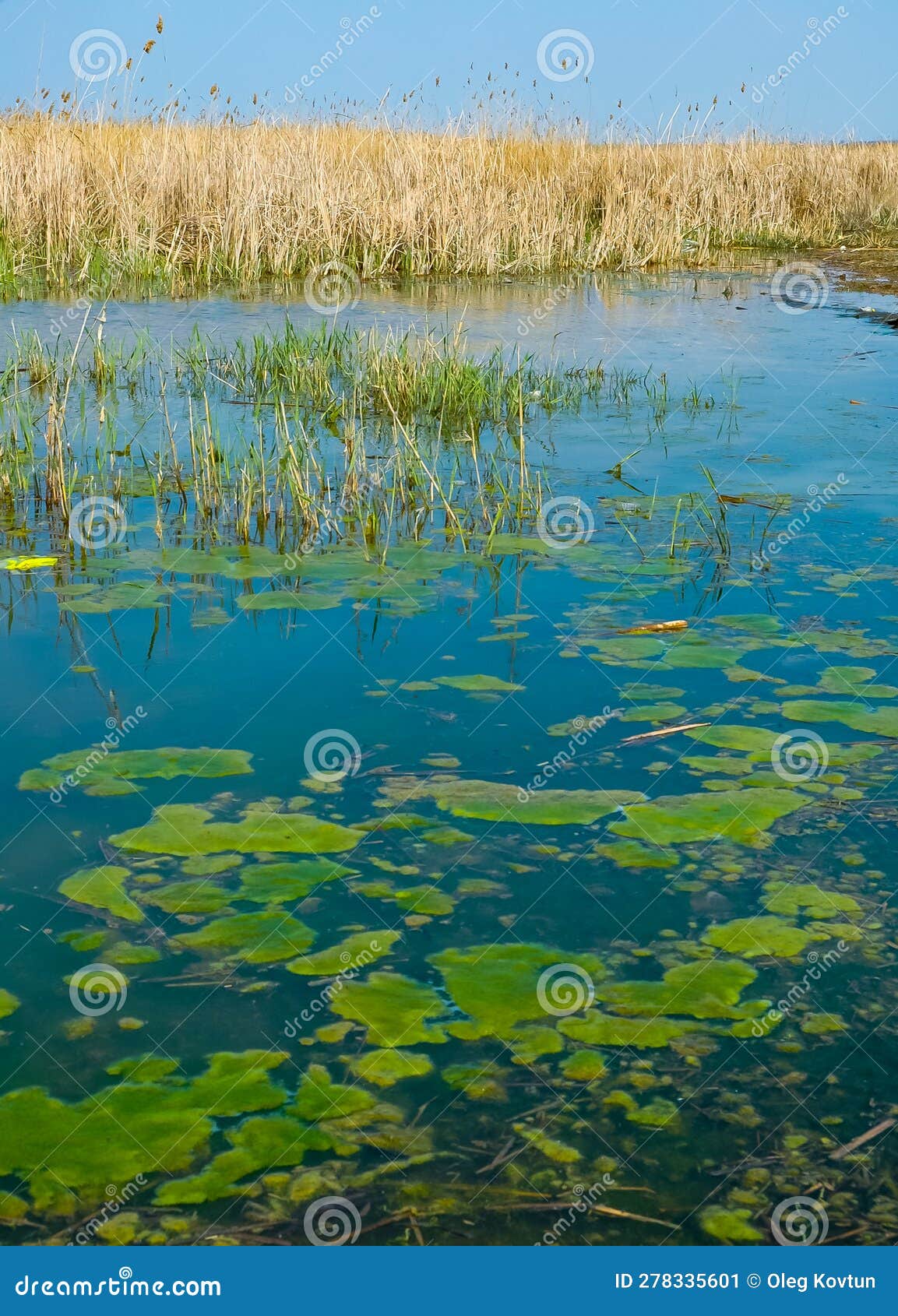 Wetlands, Floating Algae Near Reed Beds in the Lake Stock Image - Image ...