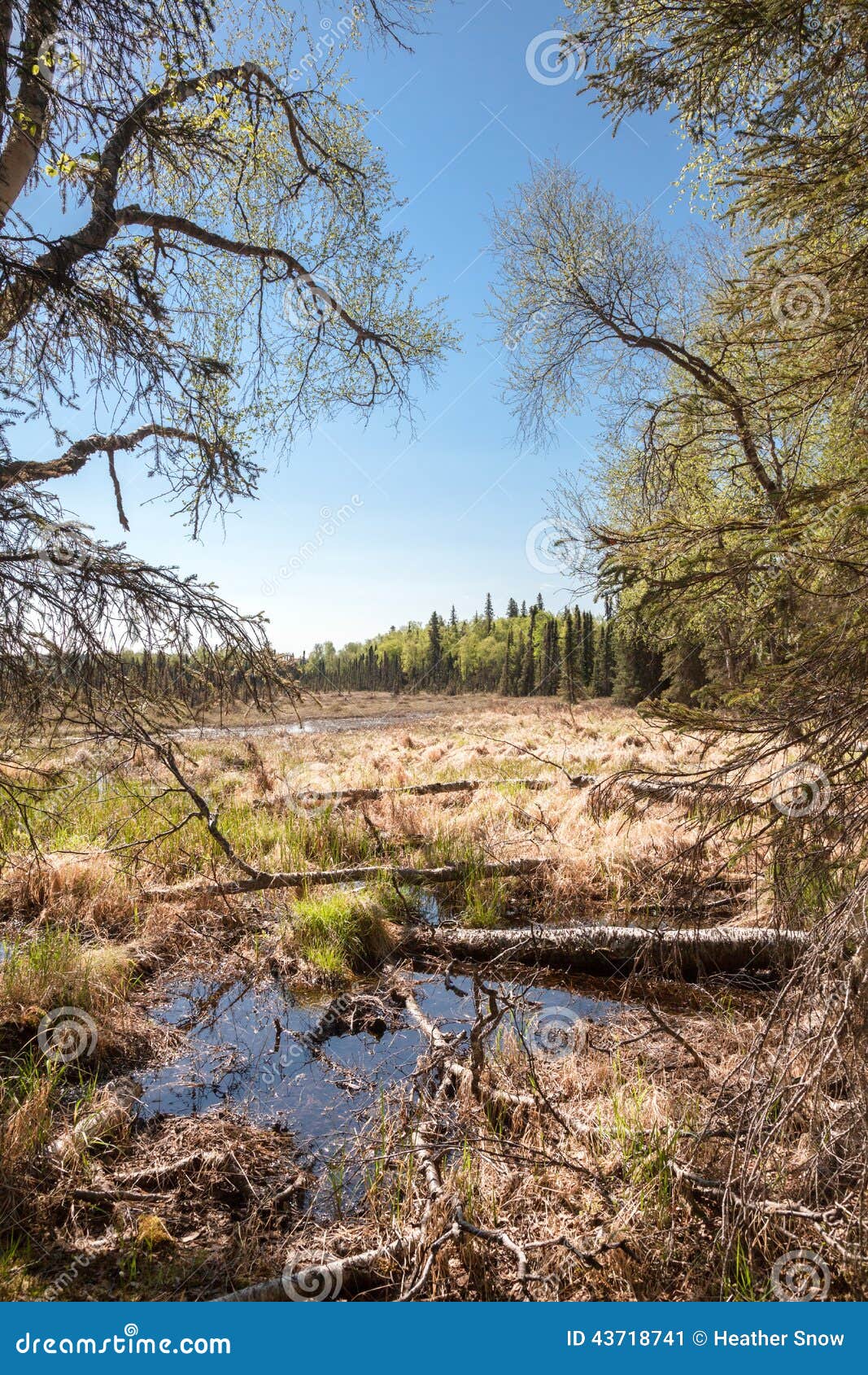 Wetlands and Forest stock image. Image of alaska, boggy - 43718741