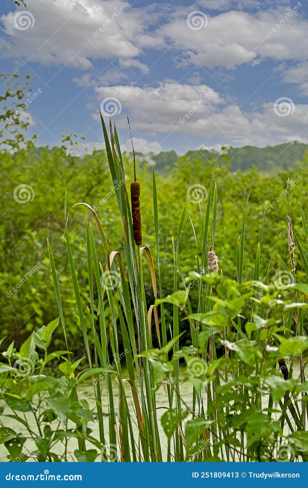 Wetlands Image of Cattails Closeup Stock Image - Image of nature, swamp ...