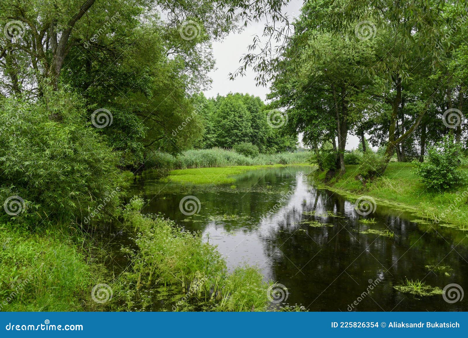 Wetlands Landschap in Het Bos Van Belarus Stock Foto - Image of blad ...