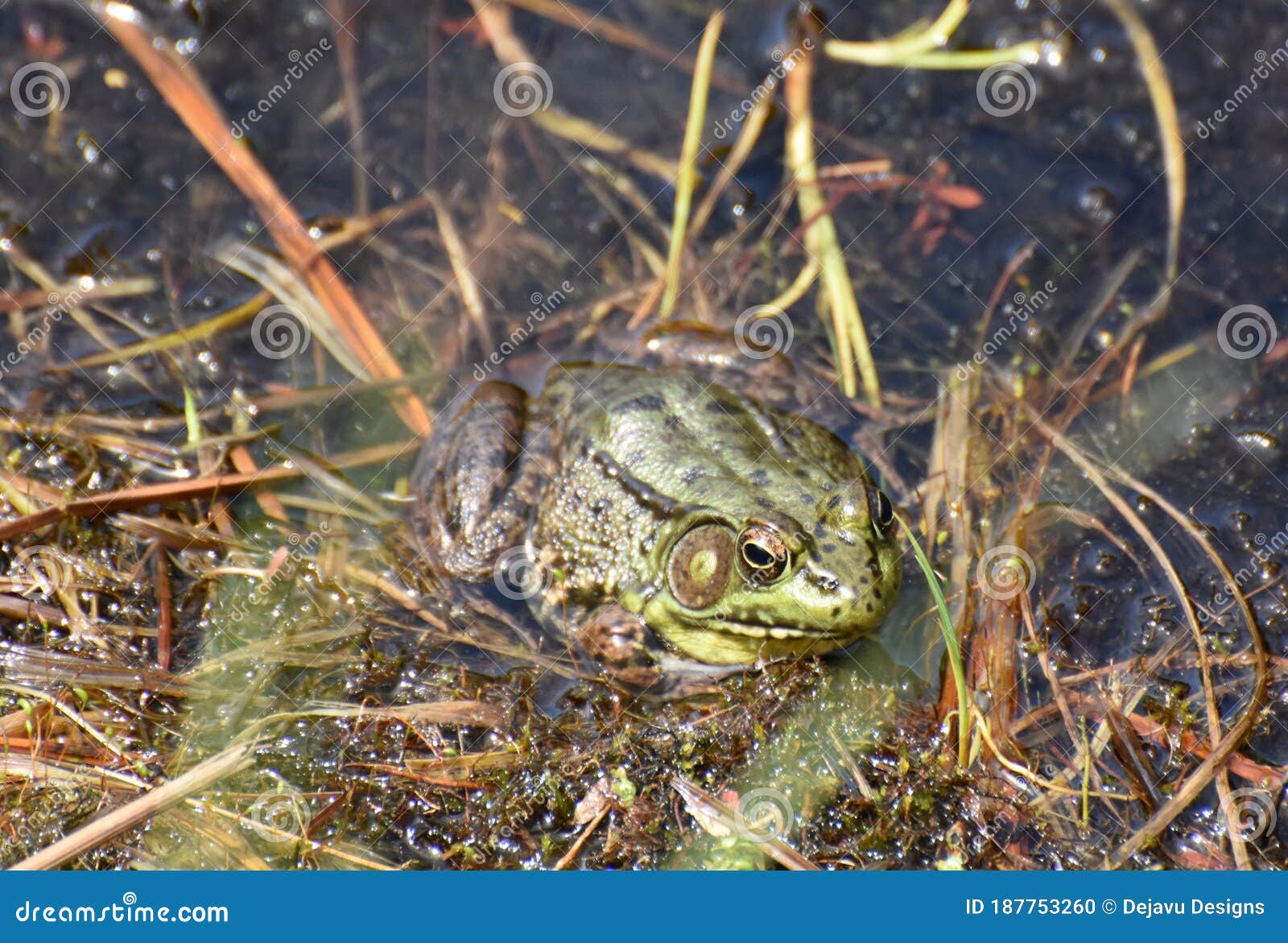 Wetlands with a Large Green Toad Sitting Still Stock Photo - Image of ...