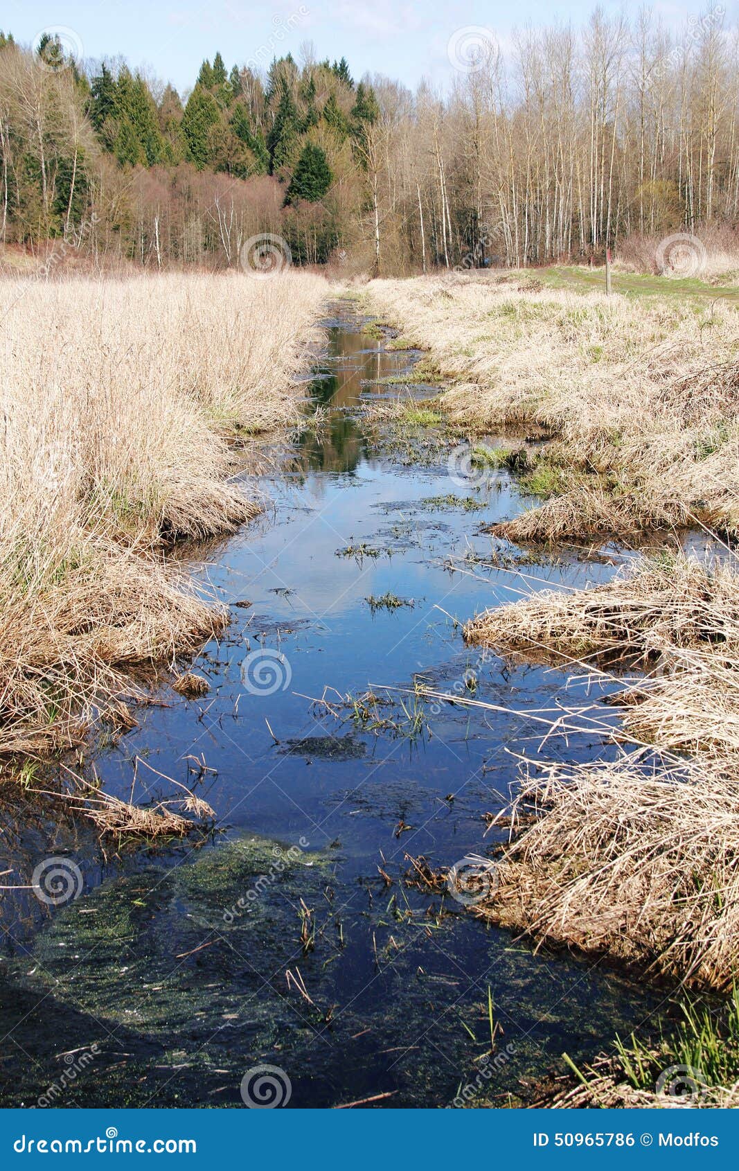 Wetlands, Marsh or Bog stock photo. Image of ecosystem - 50965786