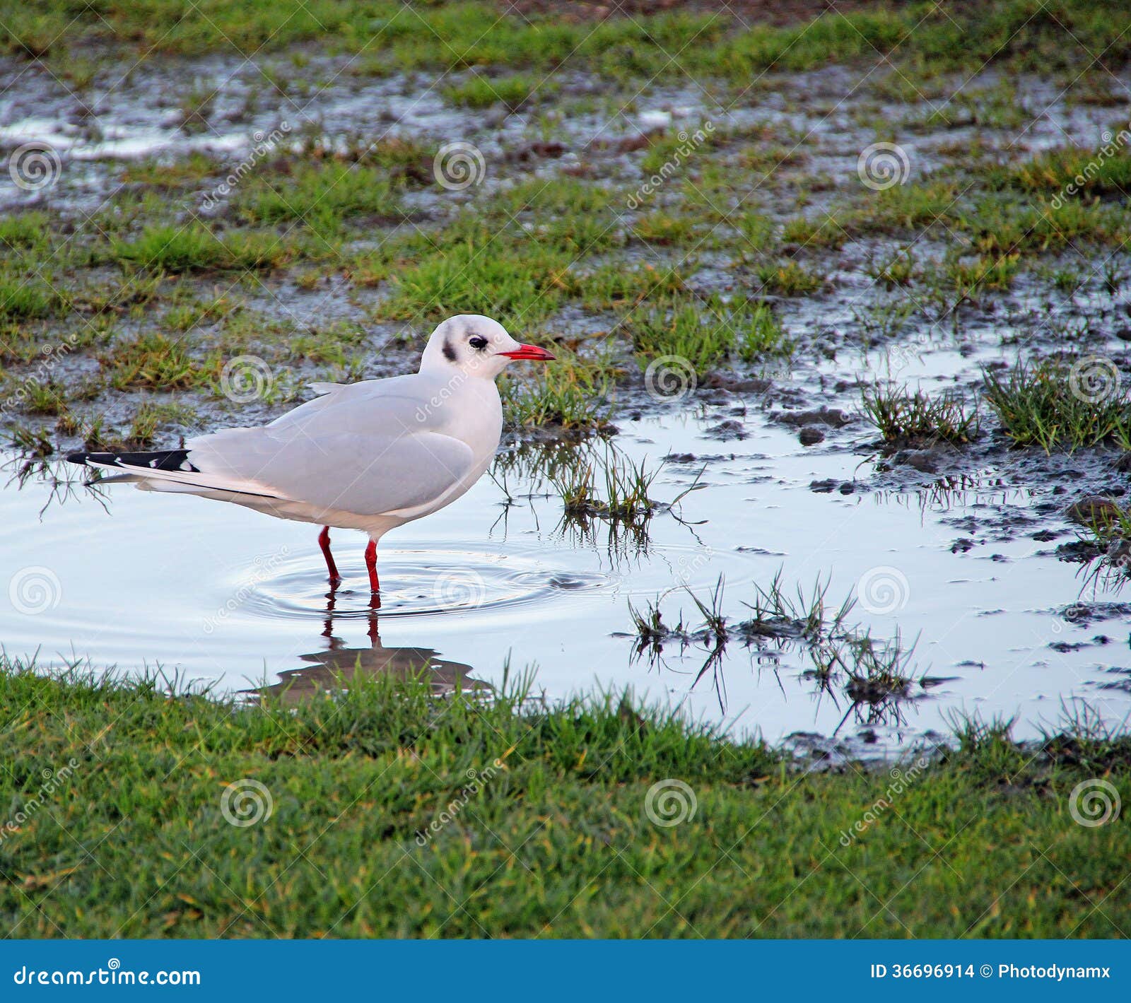 Wetlands seagull tern stock photo. Image of bathing, ocean - 36696914