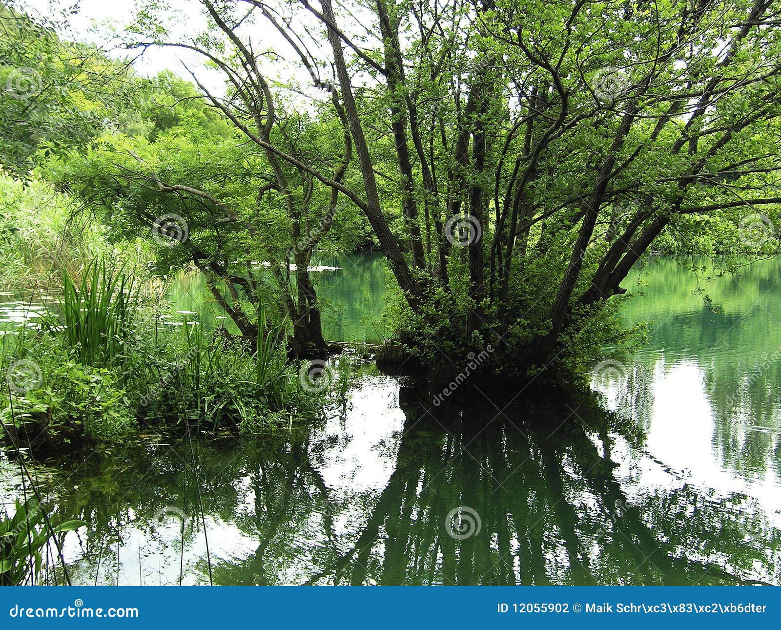 Wetlands or swamp stock photo. Image of country, tree - 12055902