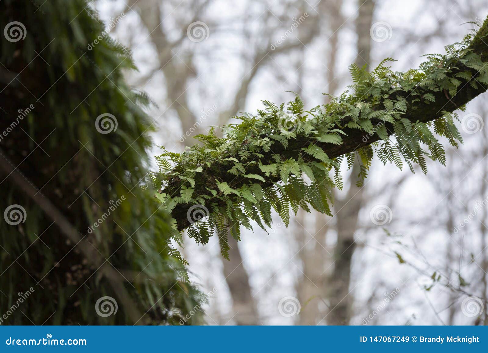 Leaves Growing from Tree Limb in Wetlands Stock Image - Image of ...