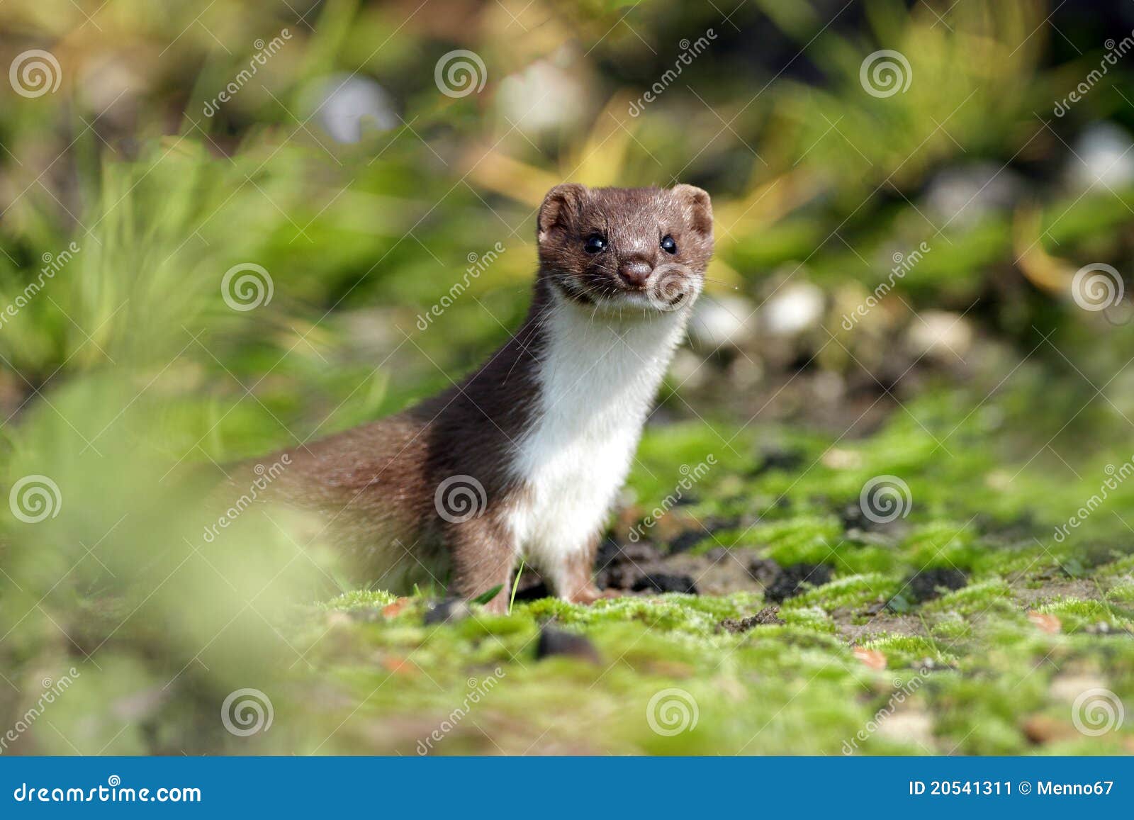 Wezel stock afbeelding. Image of wild, klein, laag, bruin - 20541311