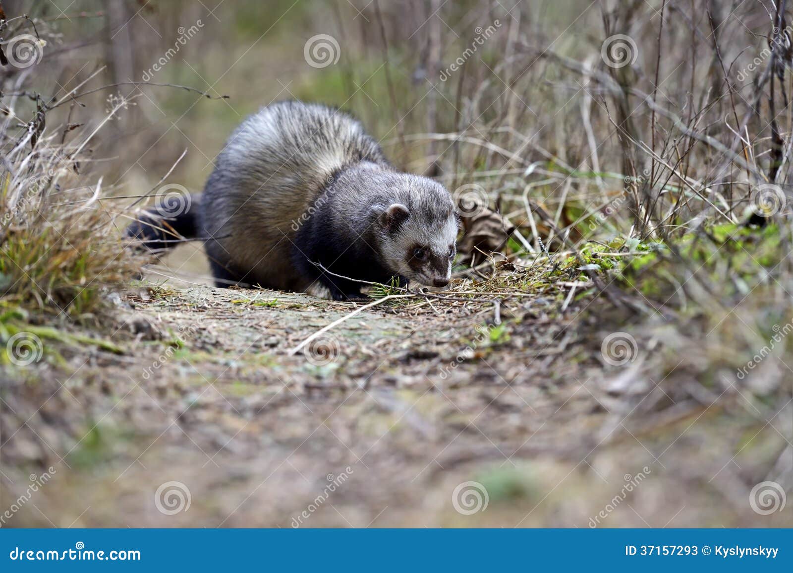 Wezel stock afbeelding. Image of fret, roofzuchtig, dier - 37157293