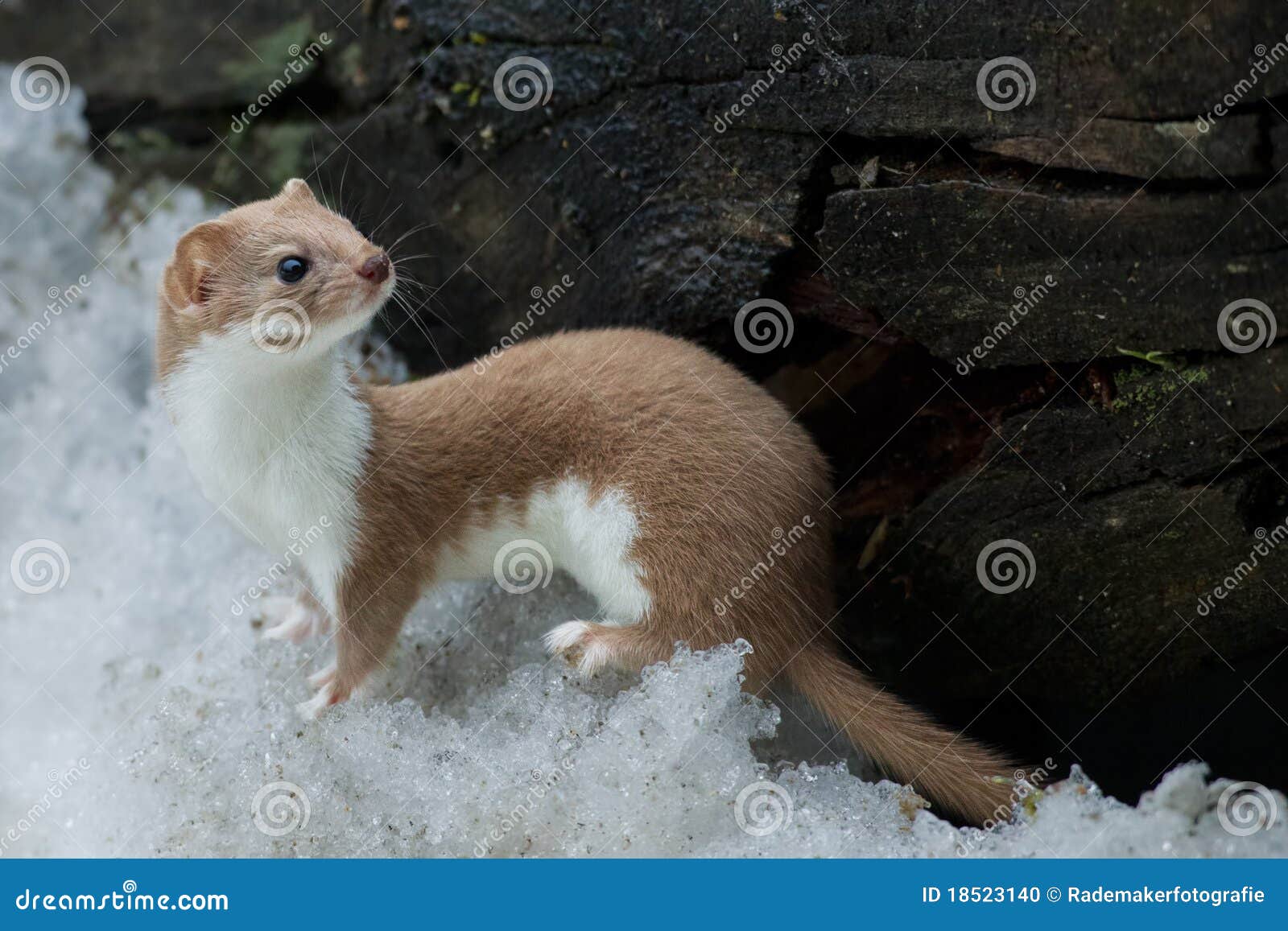 Wezel in de sneeuw stock foto. Image of snel, winter - 18523140