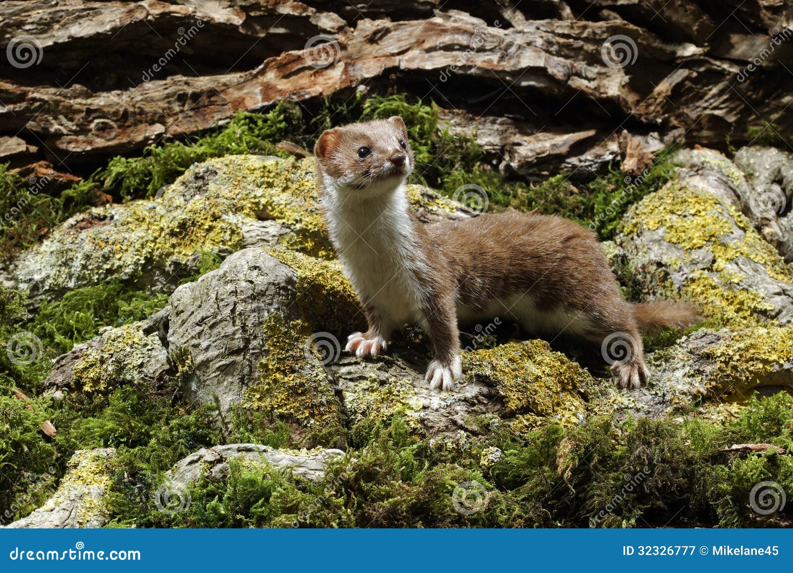 Wezel, Mustela-nivalis stock afbeelding. Image of roofdier - 32326777