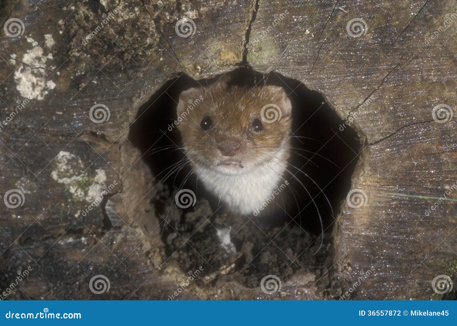 Wezel, Mustela-nivalis stock foto. Image of hout, dier - 36557872