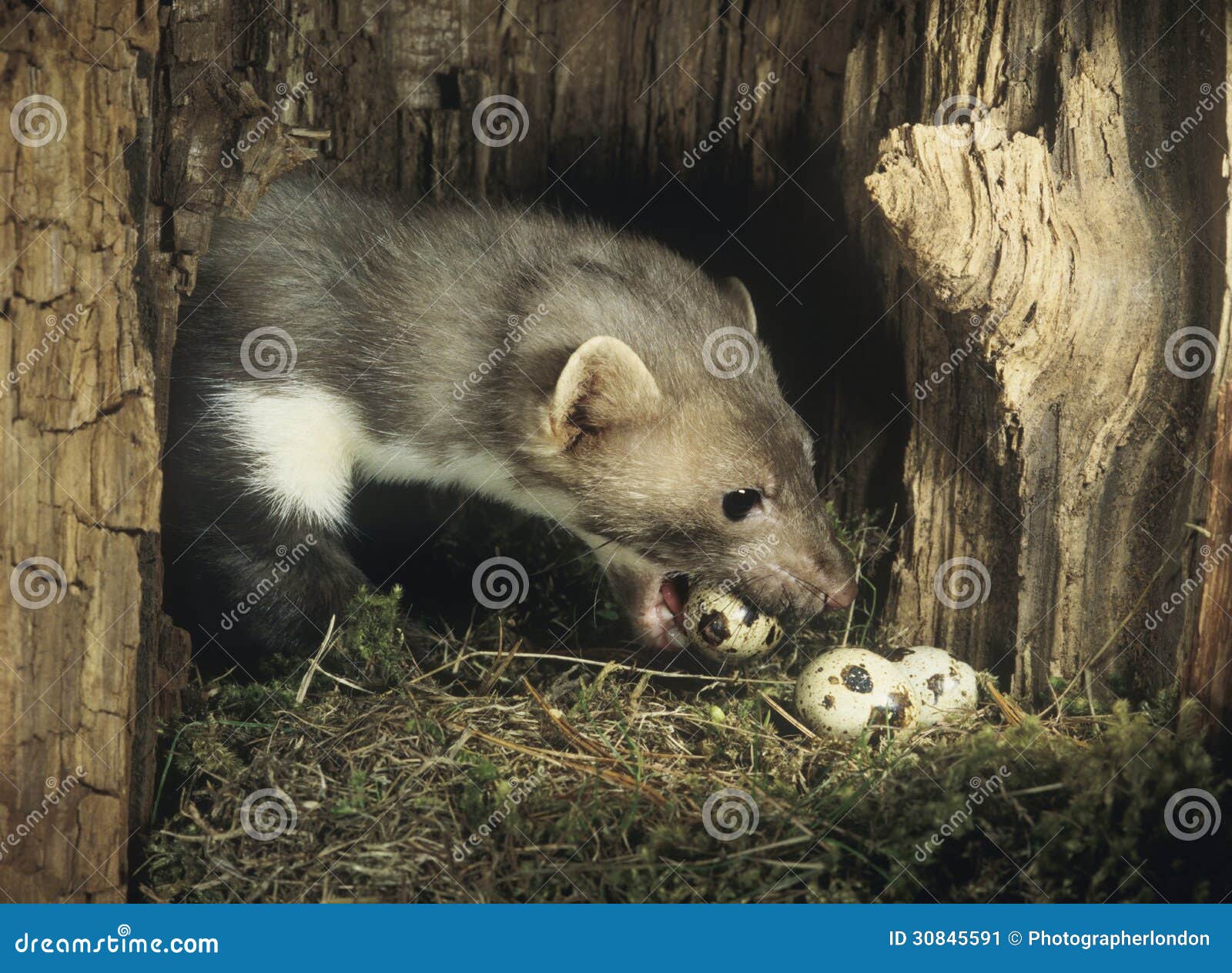 Wezel Stealing Eieren Van Nest Stock Afbeelding - Image of nave ...