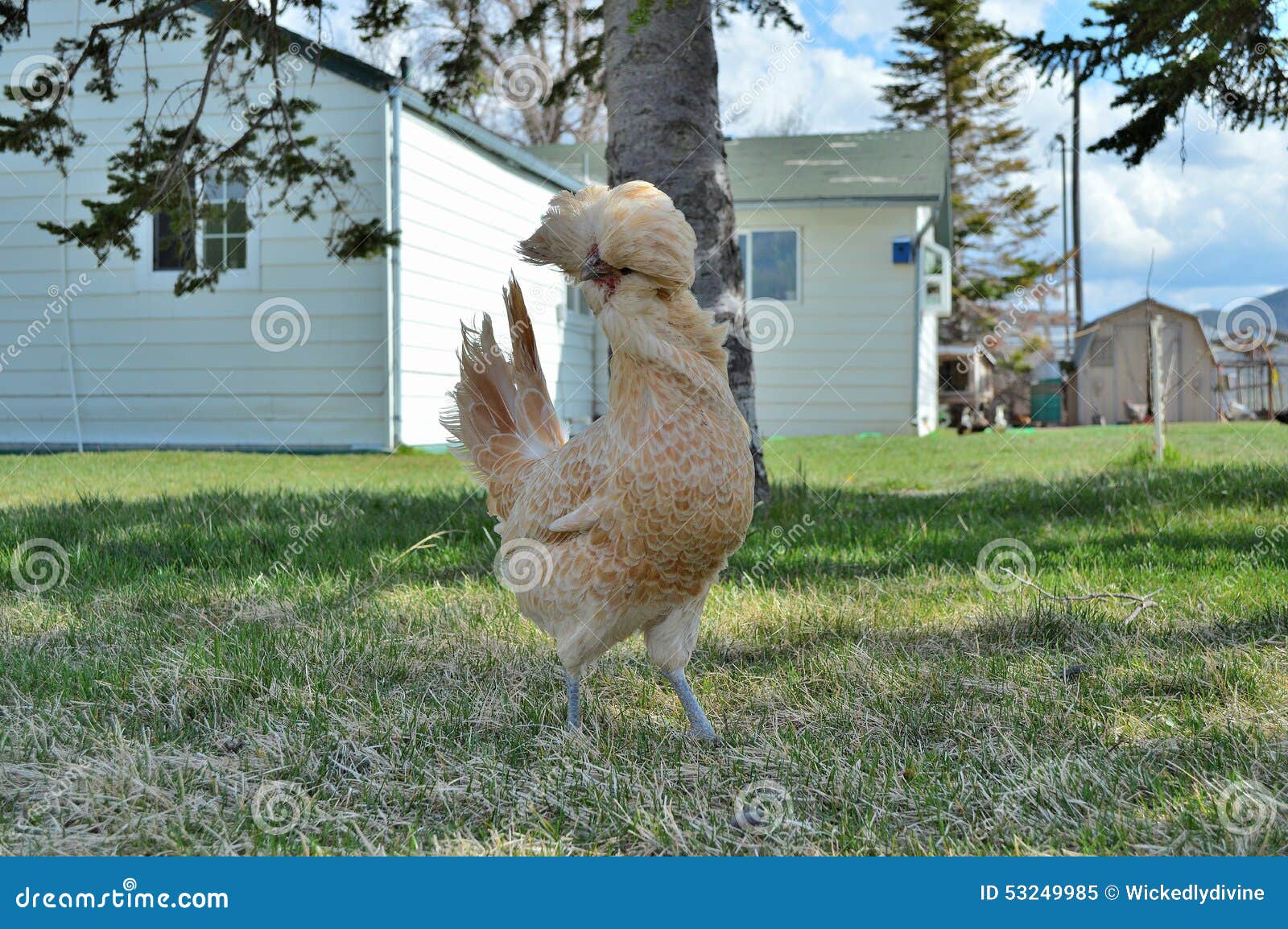 A Whacky Chicken stock image. Image of afro, adorable - 53249985