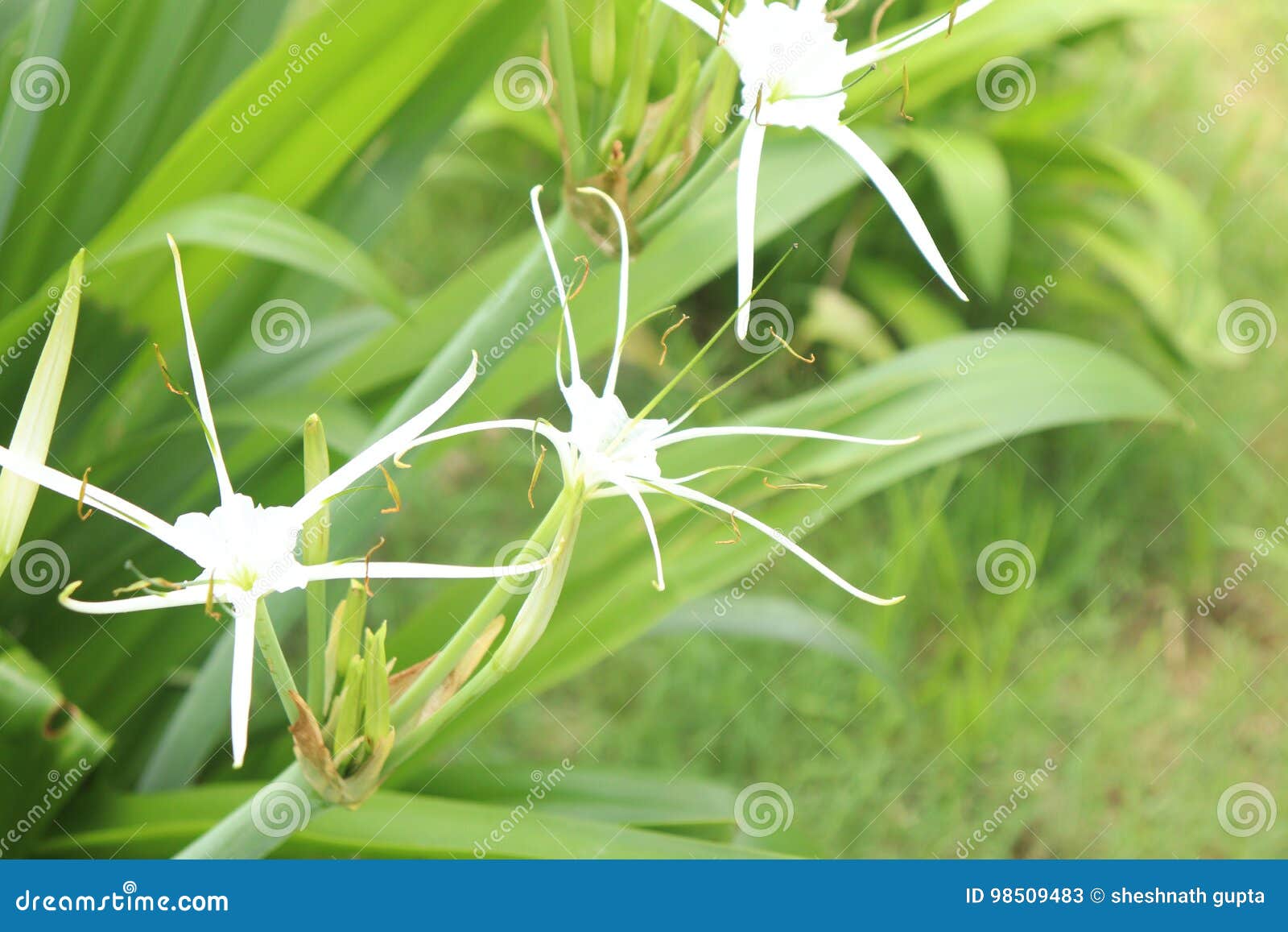 Sun Shain Stock Photos - Free & Royalty-Free Stock Photos from Dreamstime