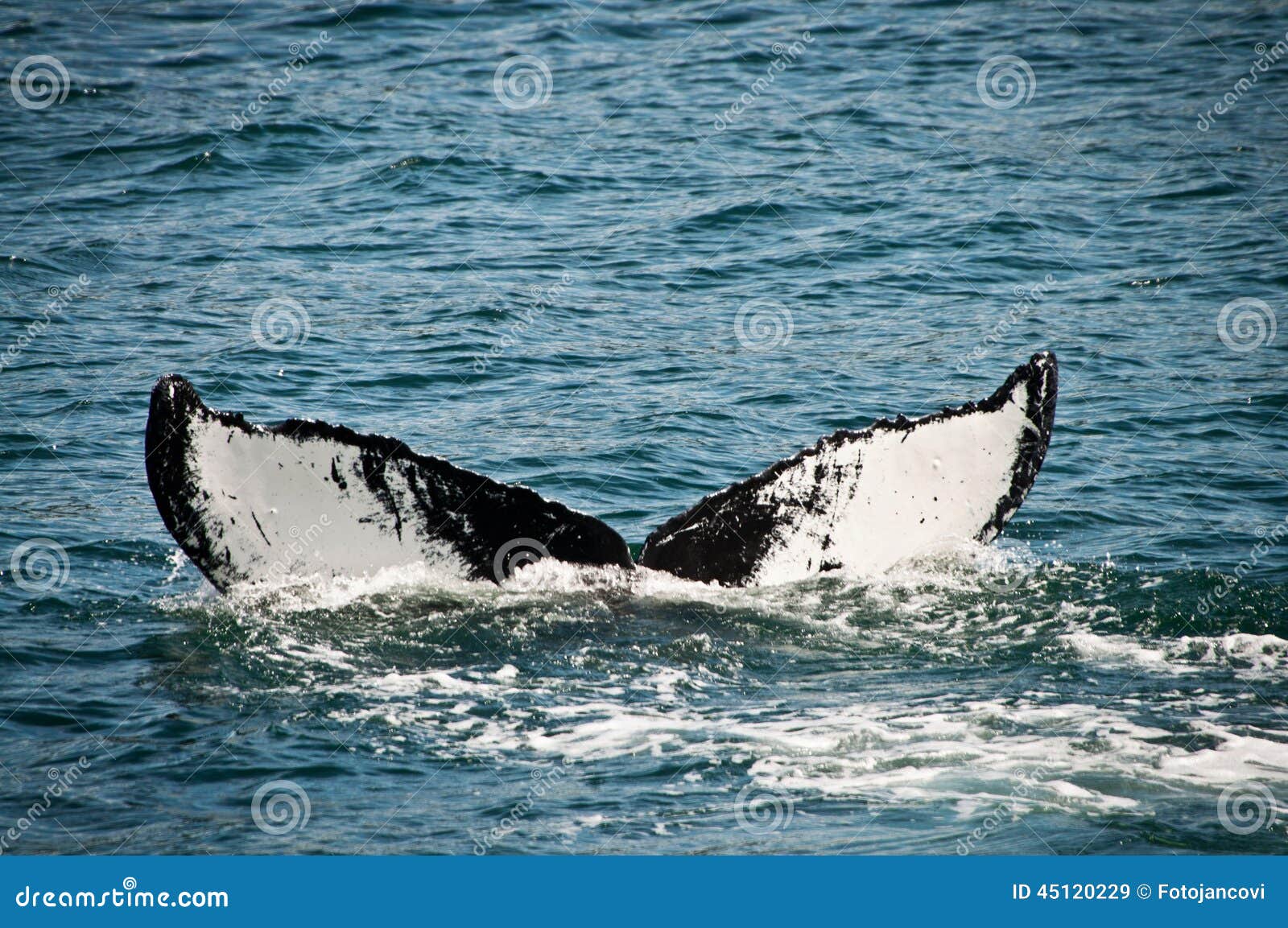 Whale tail in alaska stock image. Image of nursery, natural - 45120229