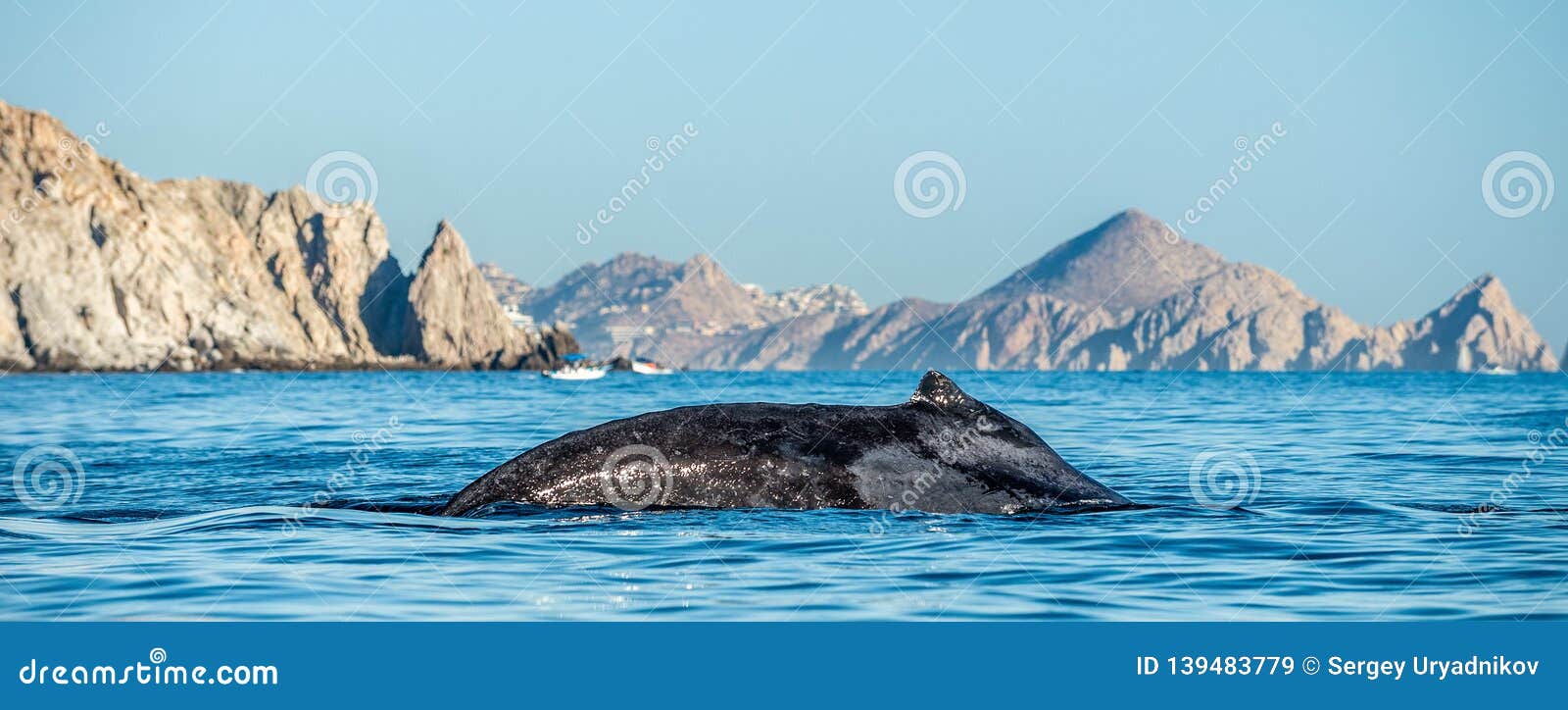 Whale Back and Dorsal Fin. Humpback Whale . Stock Image - Image of ...