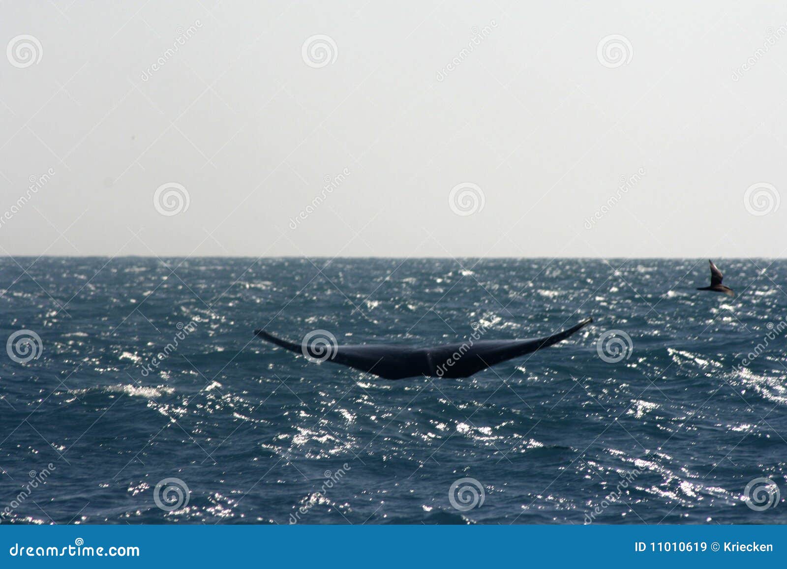 Whale & Bird stock image. Image of jubarte, whale - 11010619