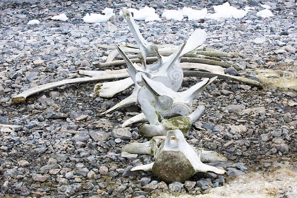 Whale Bones on Beach in Antarctica Stock Photo - Image of whale, south ...