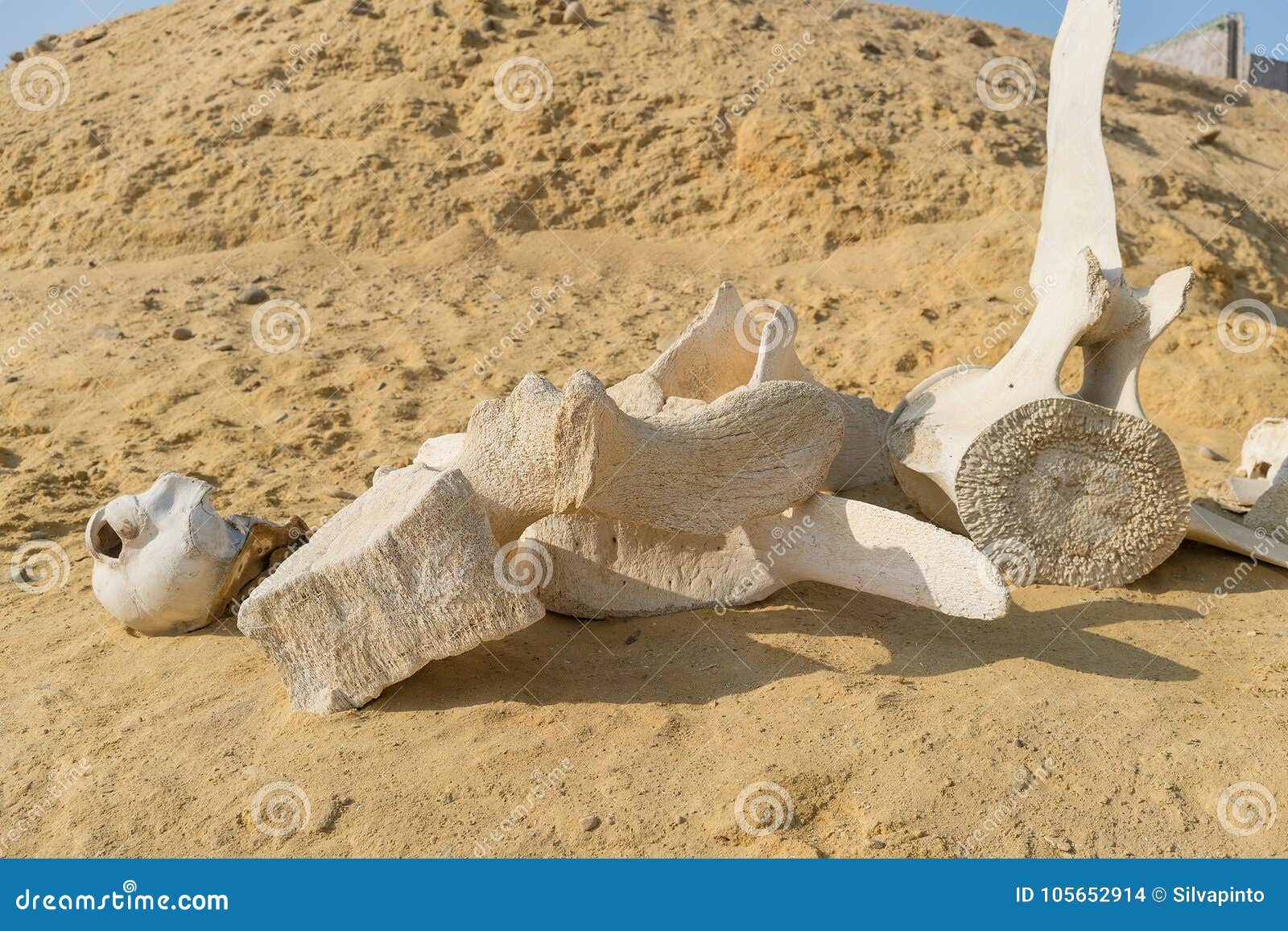 Whale Bones in Sand on the Beach Shore. Stock Photo - Image of hunt ...