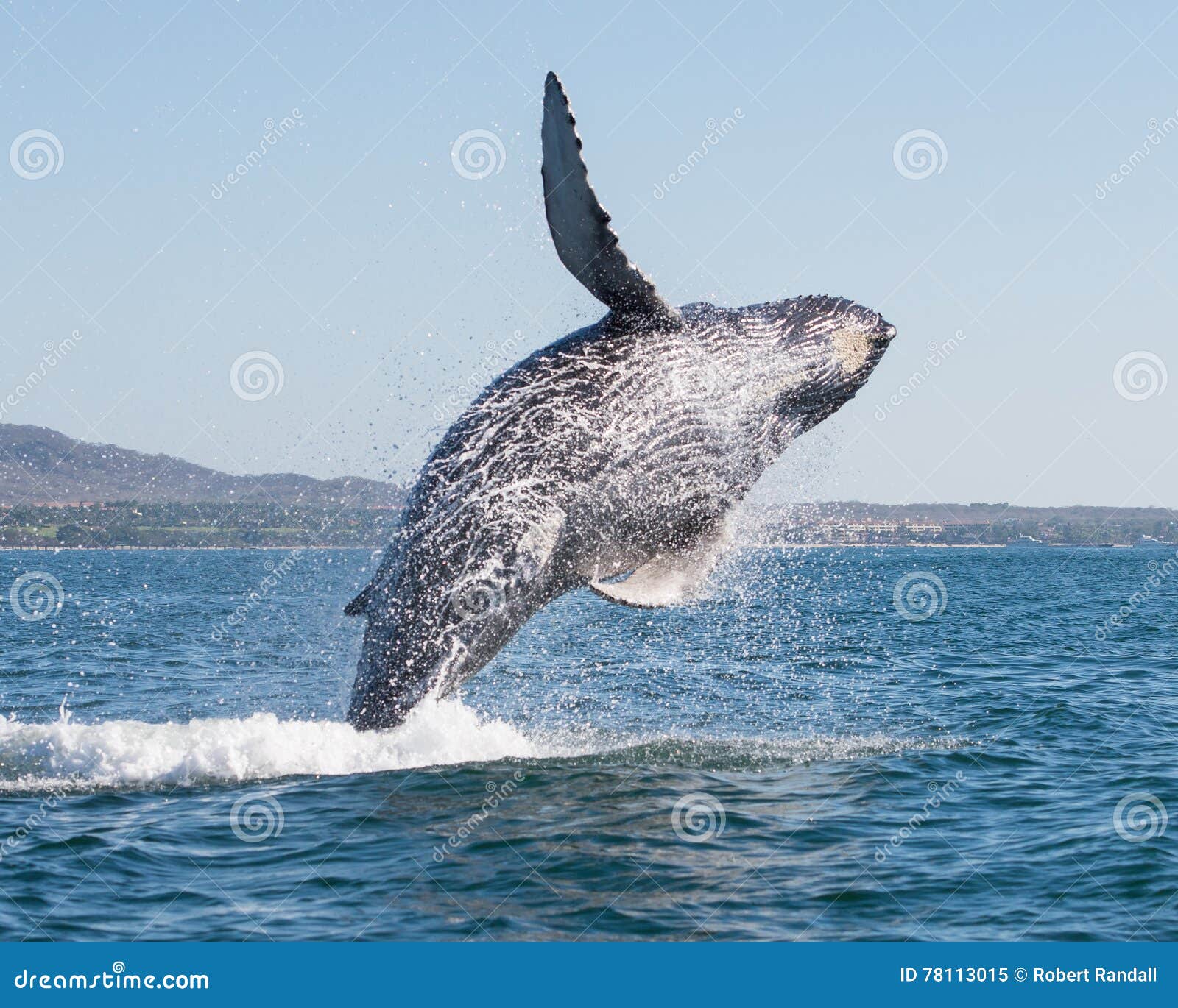 Whale breaching 3 stock image. Image of humpback, water - 78113015