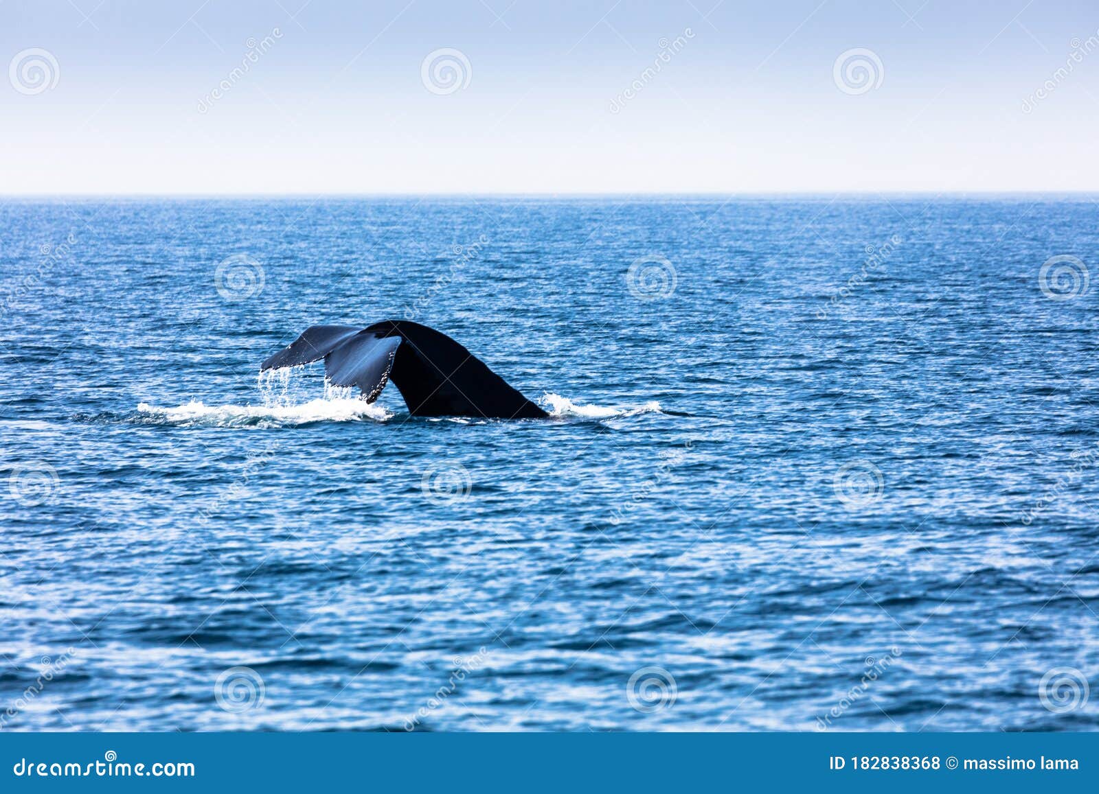 Whale, cape cod stock photo. Image of water, beautiful - 182838368
