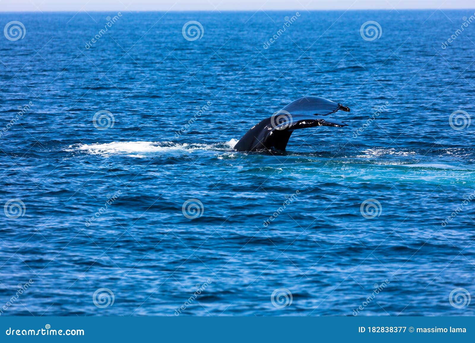 Whale, cape cod stock image. Image of wildlife, biology - 182838377