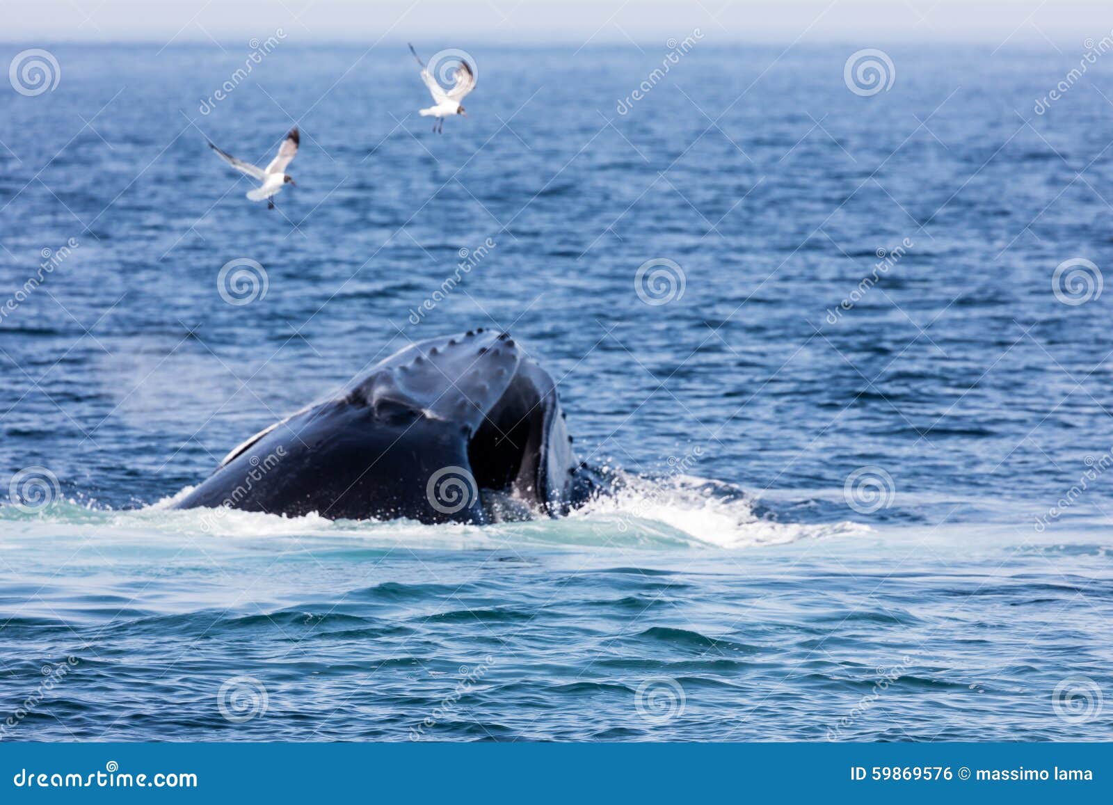 Whale, cape cod stock photo. Image of watching, action - 59869576