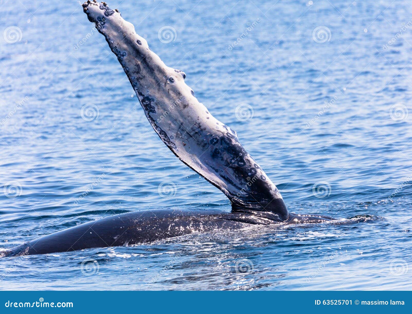 Whale, cape cod stock image. Image of marine, nature - 63525701
