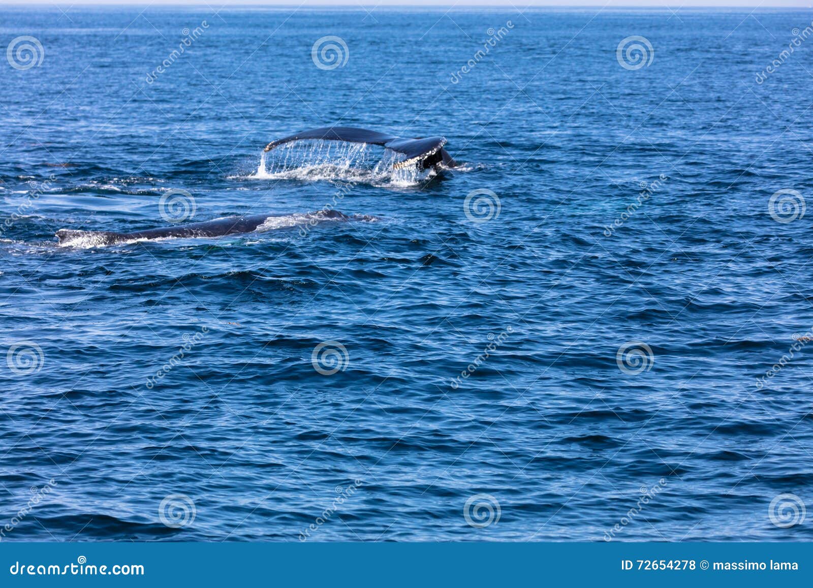 Whale, cape cod stock photo. Image of megaptera, aquatic - 72654278