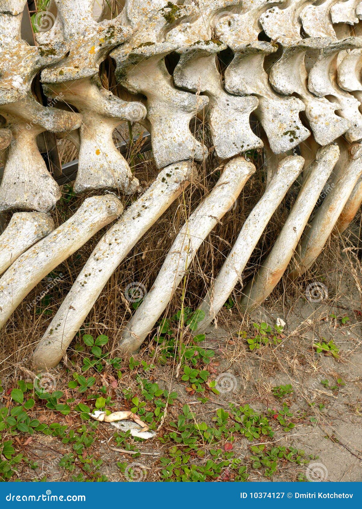 Whale and crab bones stock image. Image of strawberry - 10374127
