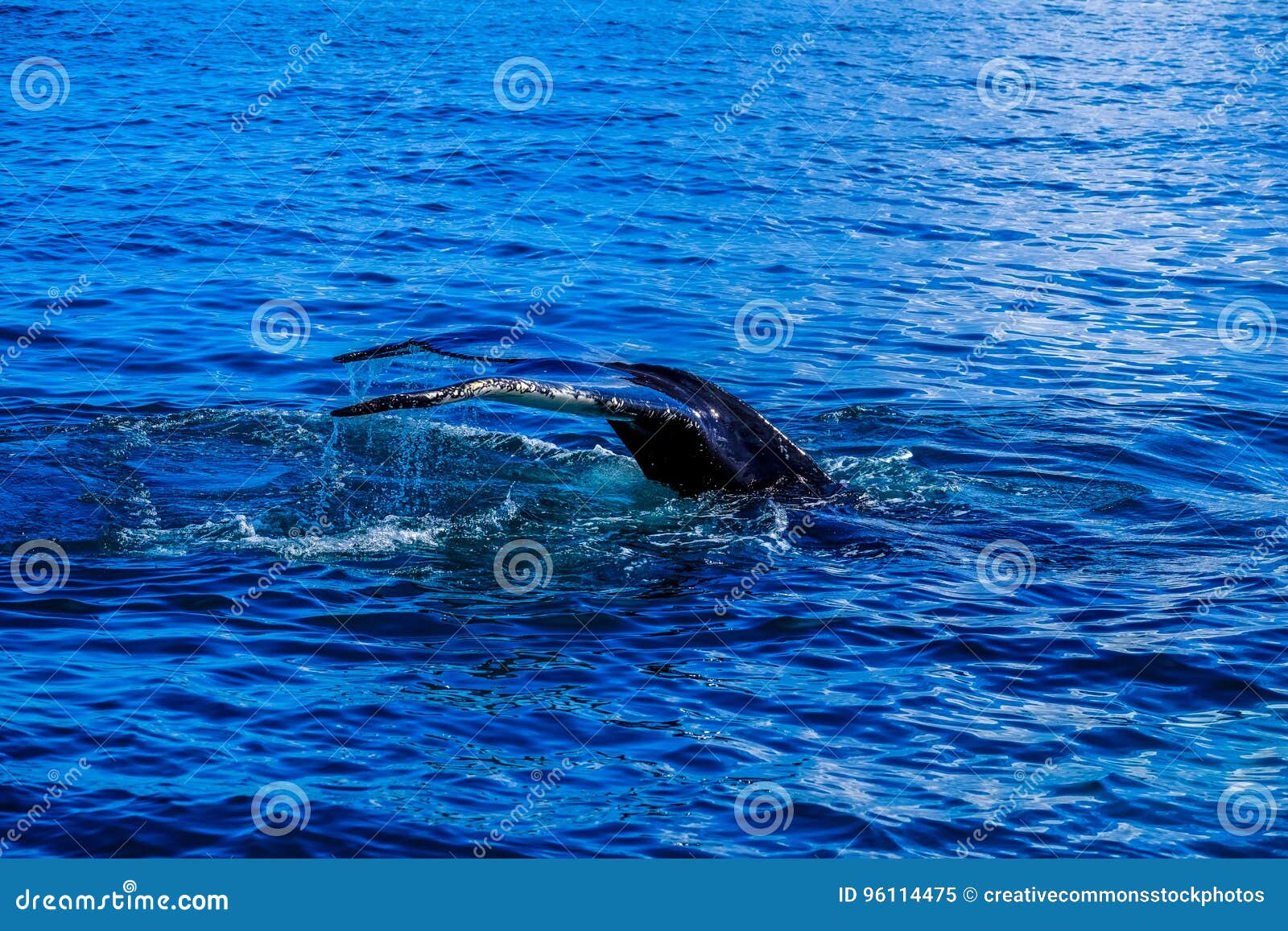 A Whale Diving Underwater Picture. Image: 96114475