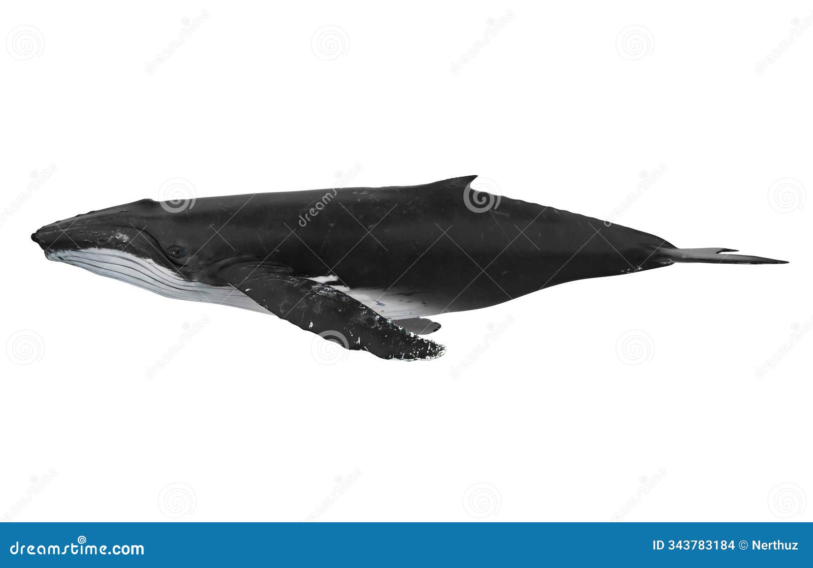 Whale Fish Vector Illustration Transparent Background | CartoonDealer ...