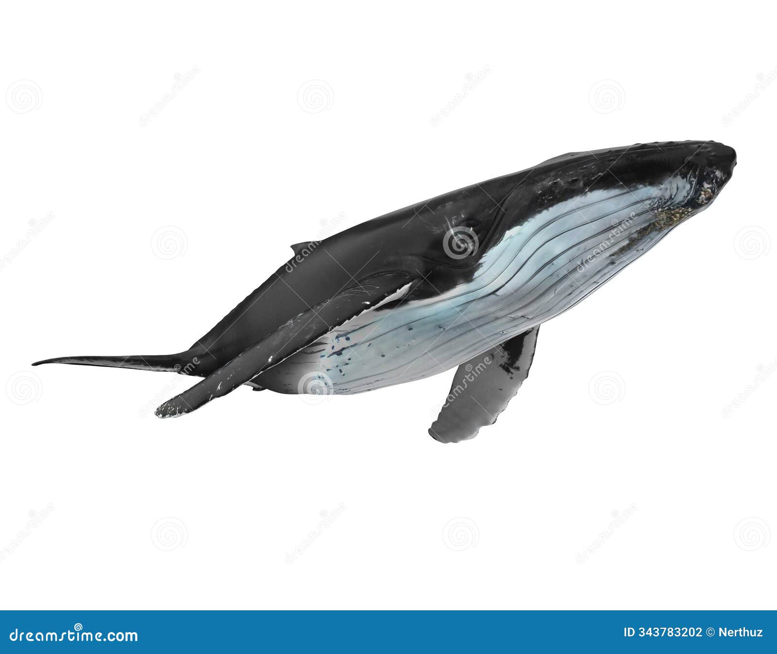 Whale Fish Vector Illustration Transparent Background | CartoonDealer ...