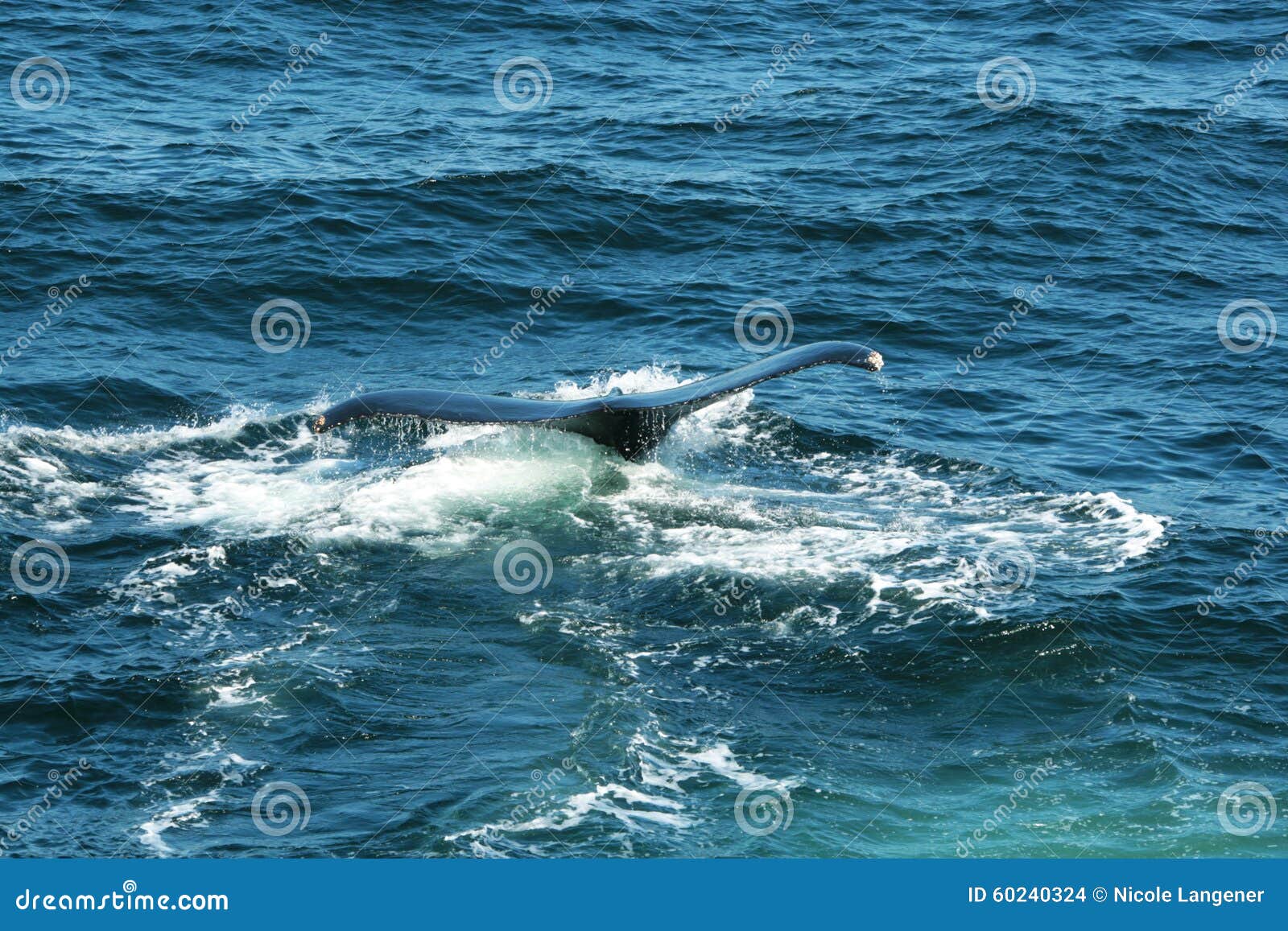 Whale Fluke With Ocean Spray In Cabo San Lucas Mexico Stock Photo ...