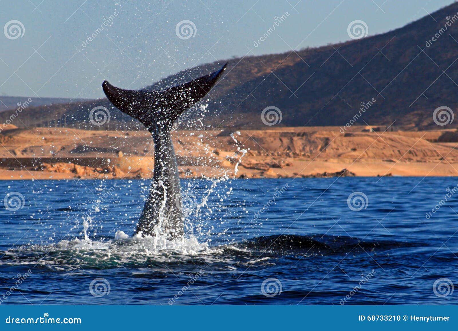 Whale Fluke With Ocean Spray In Cabo San Lucas Mexico Stock Photo ...