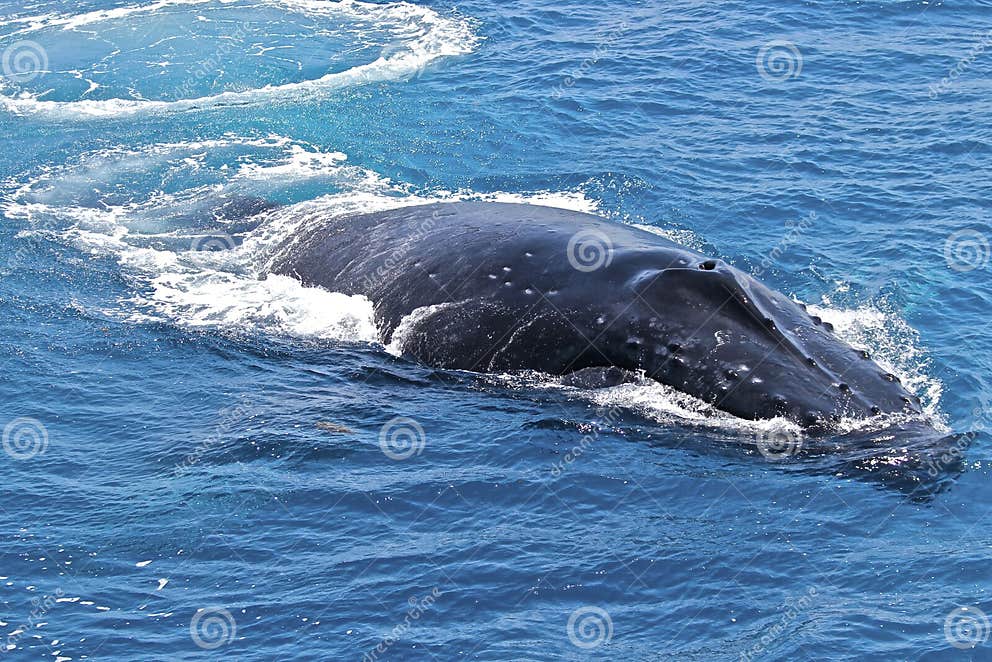 Whale footprint stock photo. Image of baleen, platypus - 23047720