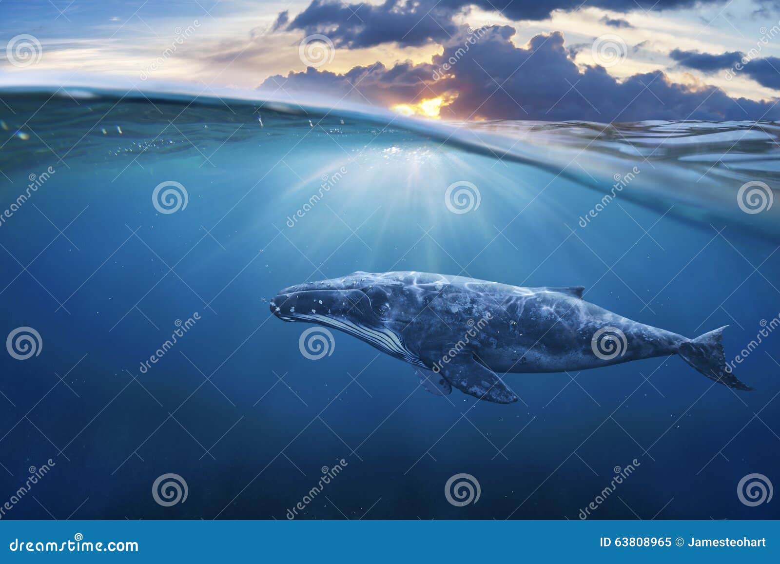 Whale in half air stock image. Image of species, calf - 63808965