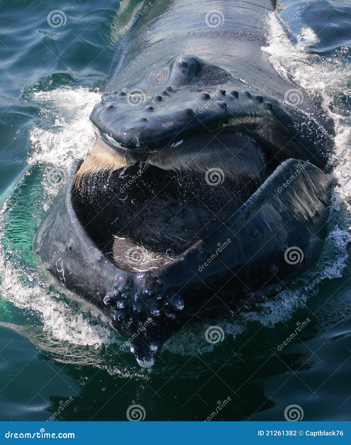 Whale and her lunch stock photo. Image of blue, lunch - 21261382