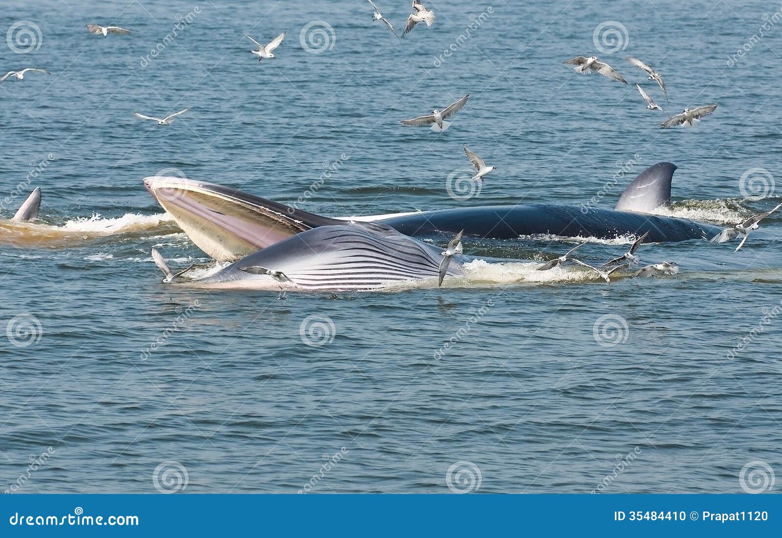 Humpback Whale Eating Fish