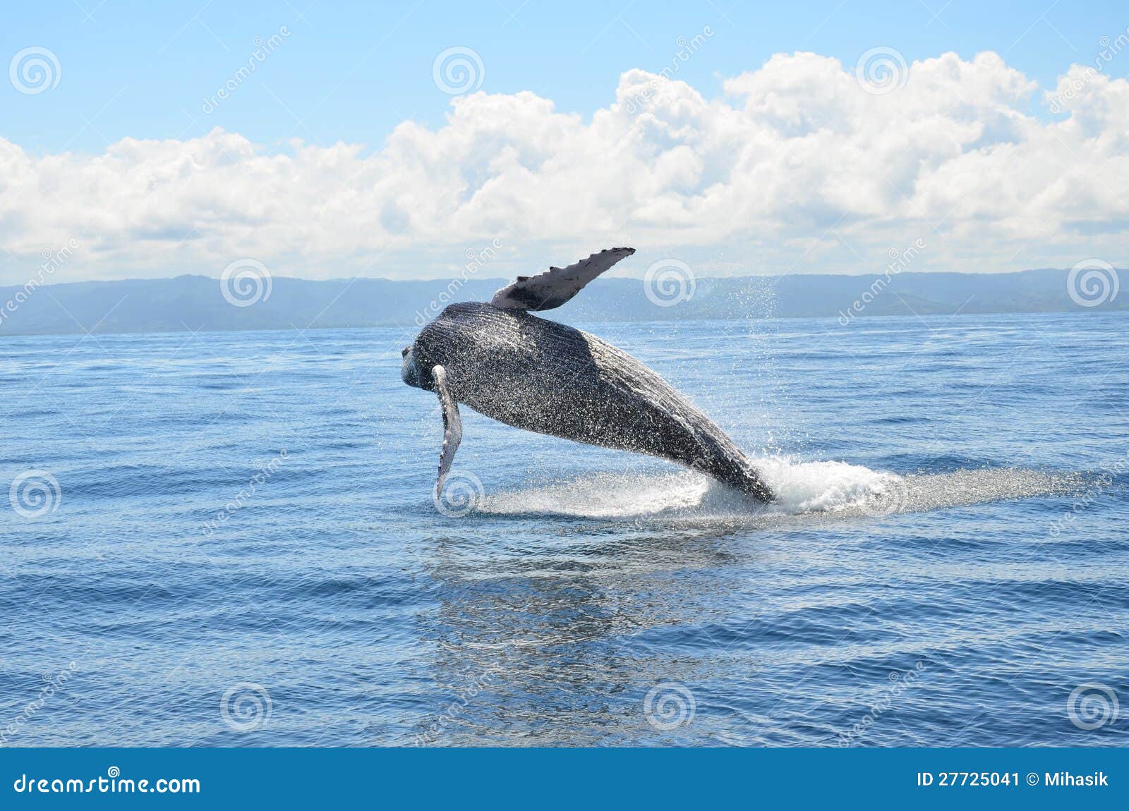 Whale jump stock image. Image of animal, power, humpback - 27725041