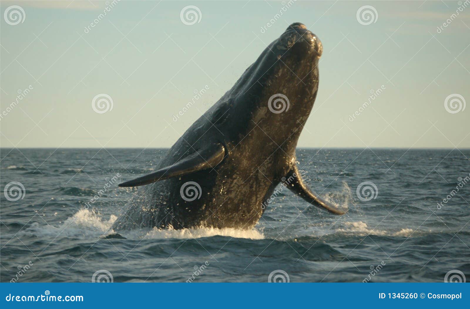 Whale jumping stock photo. Image of piramide, puerto, atlantic - 1345260