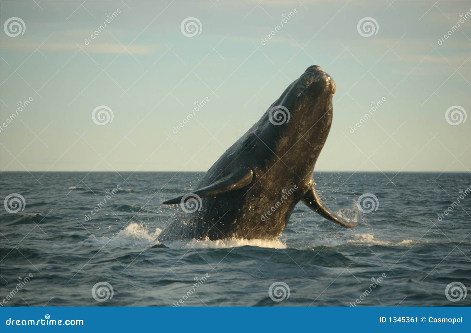 Whale jumping stock image. Image of water, ocean, outdoors - 1345361